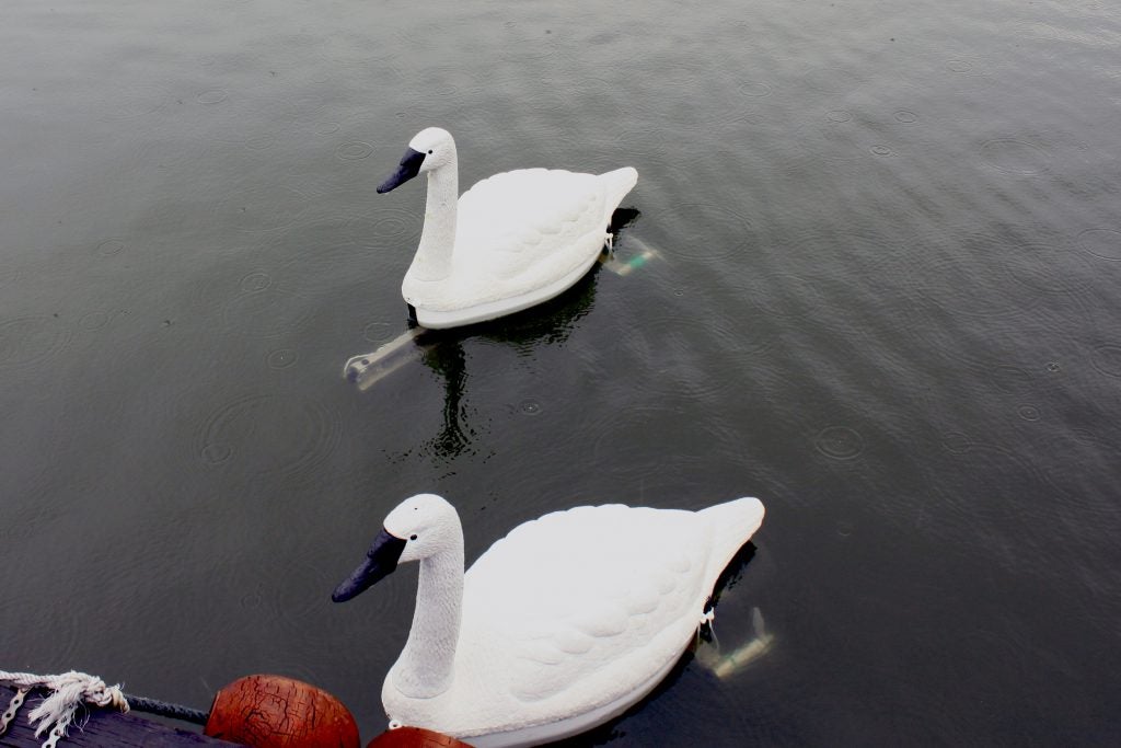 Channel NewsAsia - Robot swans bring new advanced technology to water ...